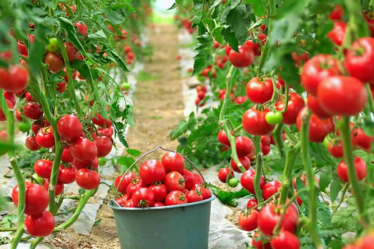 Επιλέγοντας Ντομάτα για Καλλιέργεια – Hortis Info